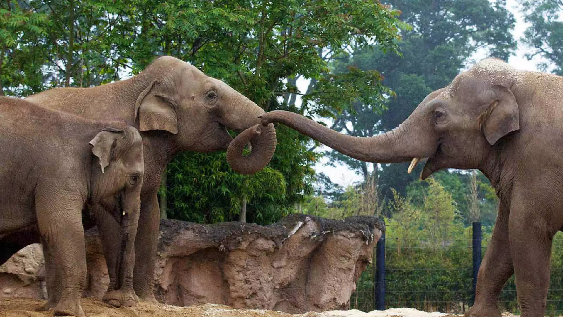 Dublin Zoo | Family Attractions Dublin | The Address Connolly Hotel